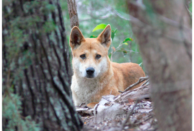 Understanding Dingo Causes of Death and Their Implications ...